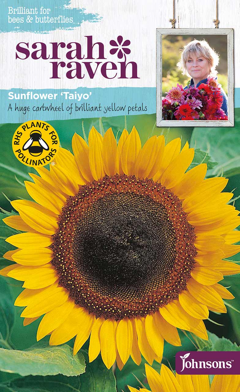Blumensamen Sunflower »Taiyo« (Sonnenblume) - von Sarah Raven ...