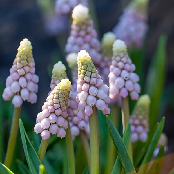 Muscari »Pink Sunrise« | Muscari | Blumenzwiebeln | Blumenzwiebeln ...