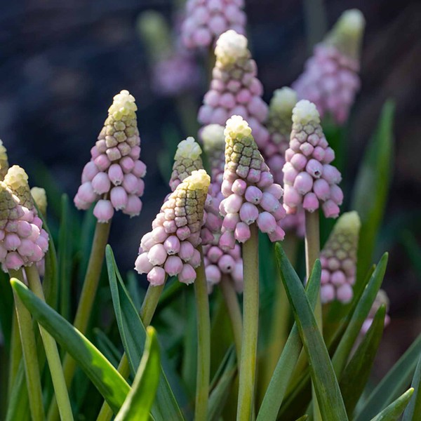 Muscari »Pink Sunrise« | Muscari | Blumenzwiebeln | Blumenzwiebeln ...
