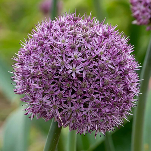 Allium »Party Balloons« | Allium | Blumenzwiebeln | Blumenzwiebeln ...