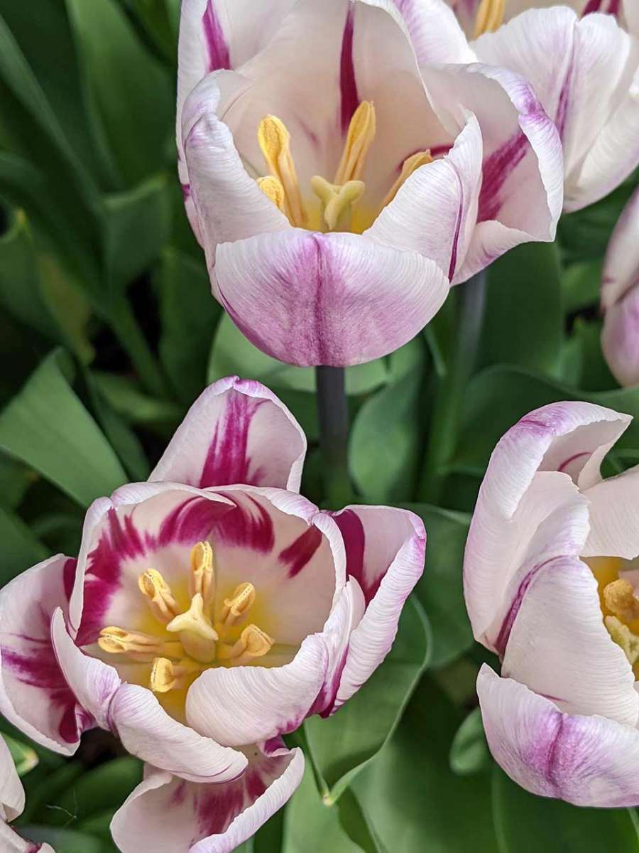 Tulpe »Flaming Flag« | Tulpen | Blumenzwiebeln | Blumenzwiebeln ...