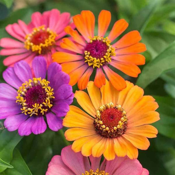 Blumensamen Zinnie »Forecast« | Blumensamen | Saatgut | Blumenzwiebeln ...