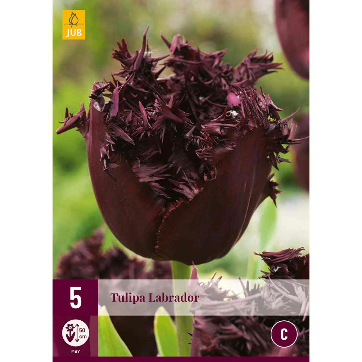 Tulpe »Labrador« | Tulpen | Blumenzwiebeln | Blumenzwiebeln & Saatgut ...