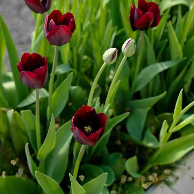 Bio Tulpe »Ronaldo« | Tulpen | Blumenzwiebeln | Blumenzwiebeln ...